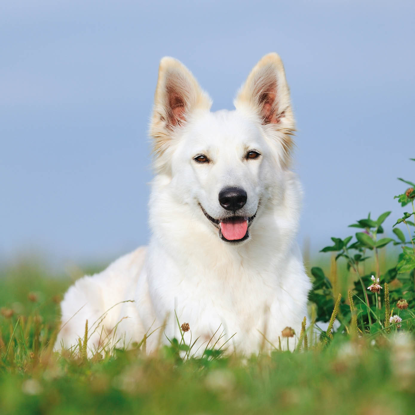 15 Originele kerstcadeaus voor honden | Antos®